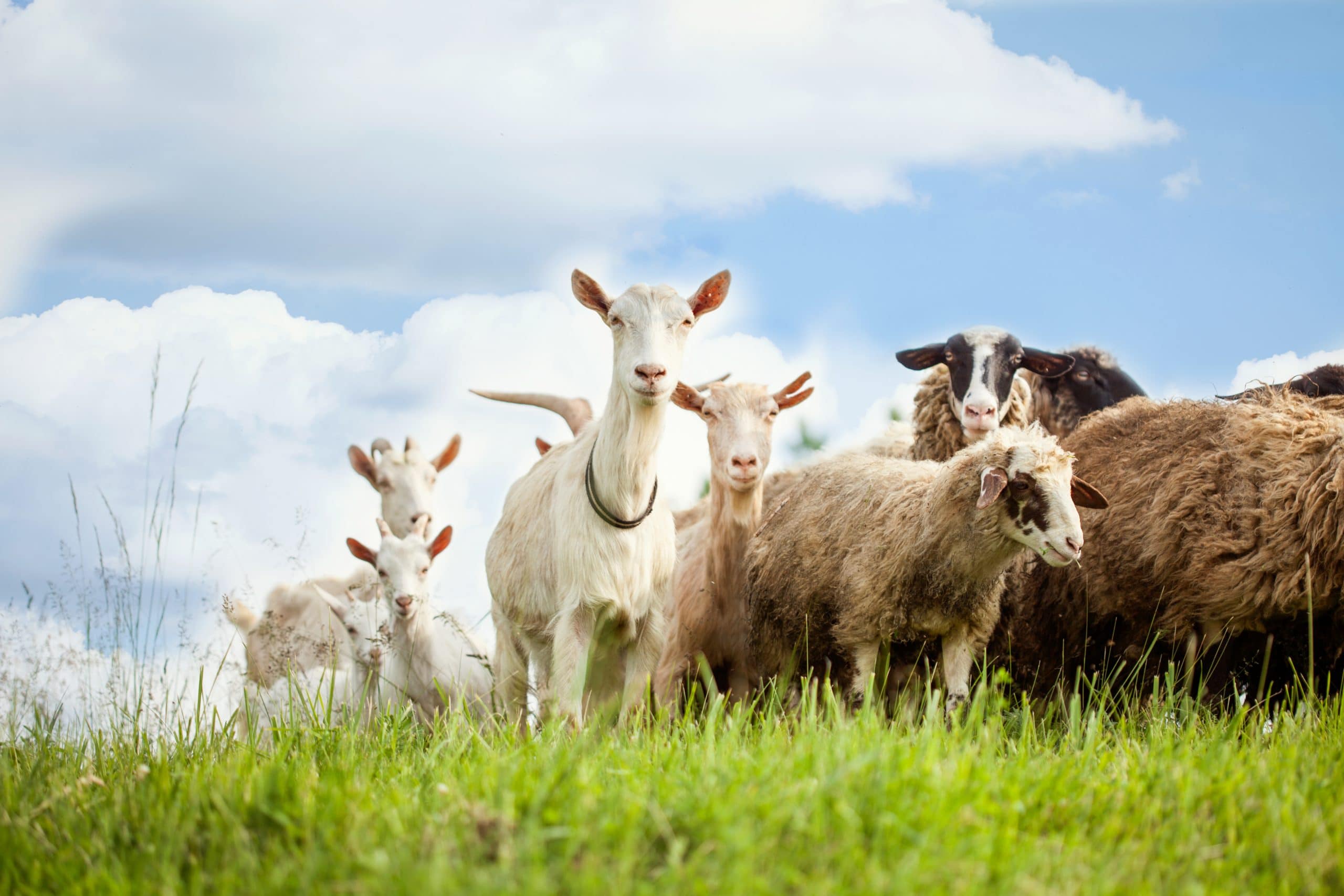 Goat Care and Nutrition | Species | Ruminant | ADM