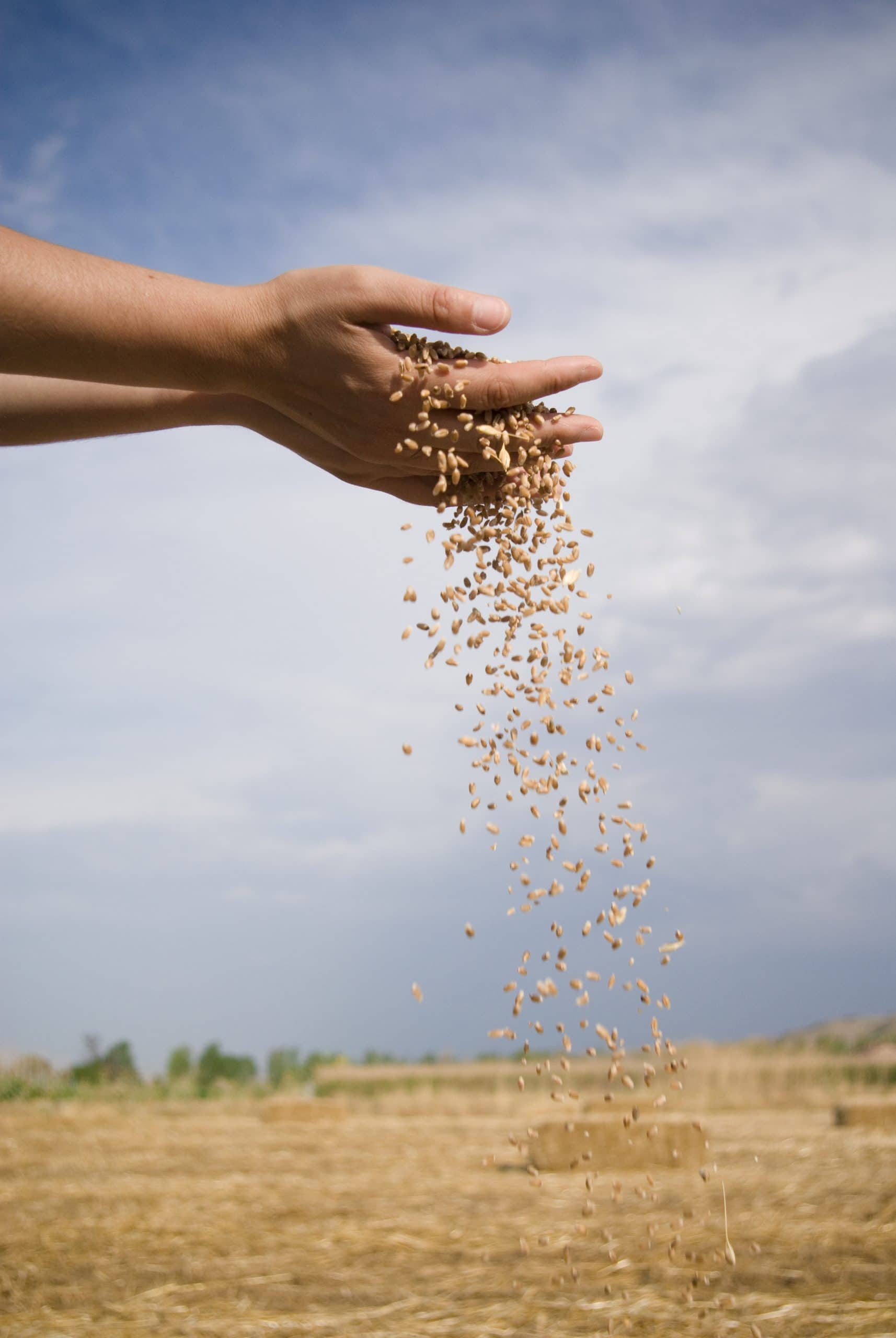 Premix of vitamins, minerals and additives for feed | Offers | ADM