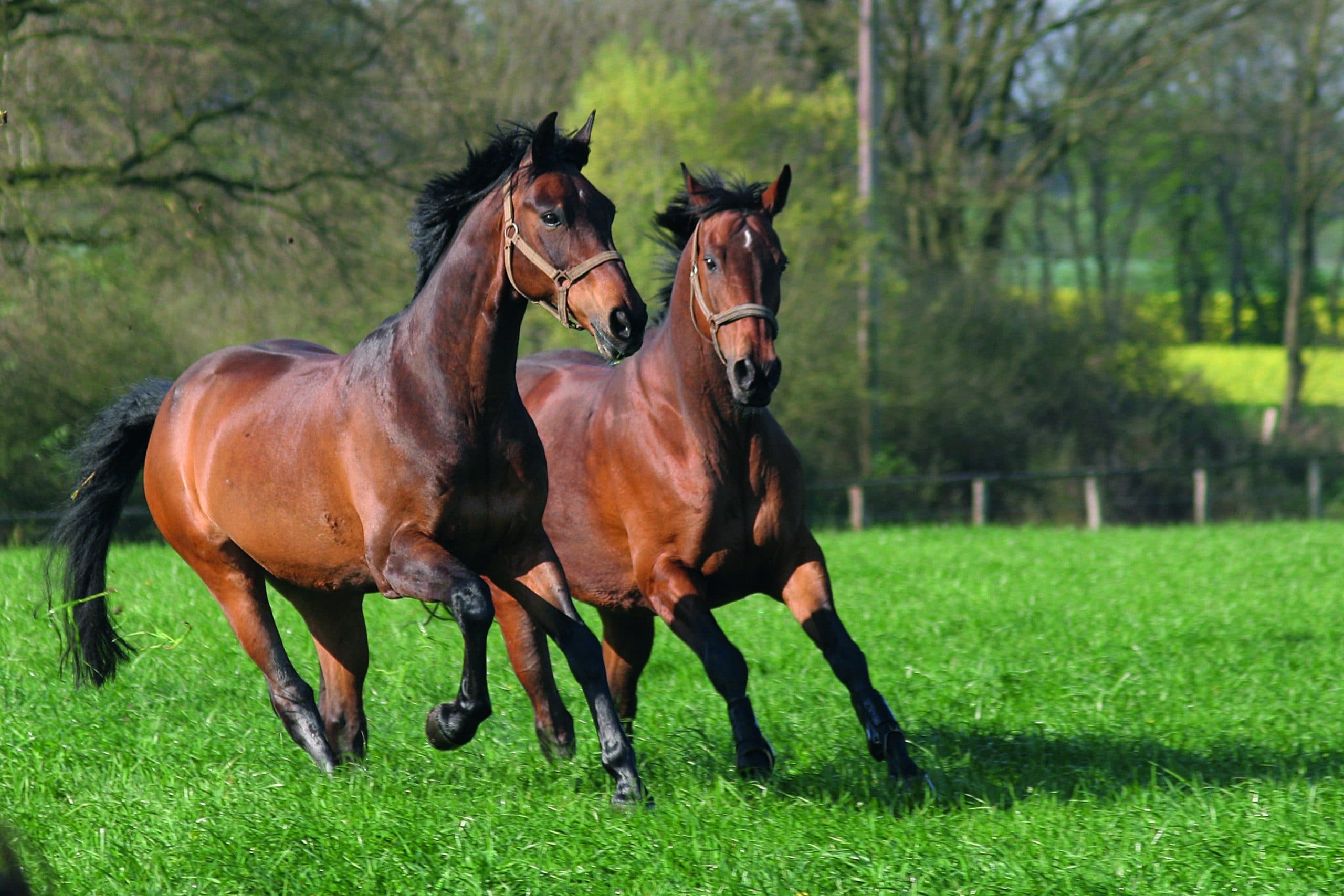 Horse nutrition and health | Species | Horse| ADM