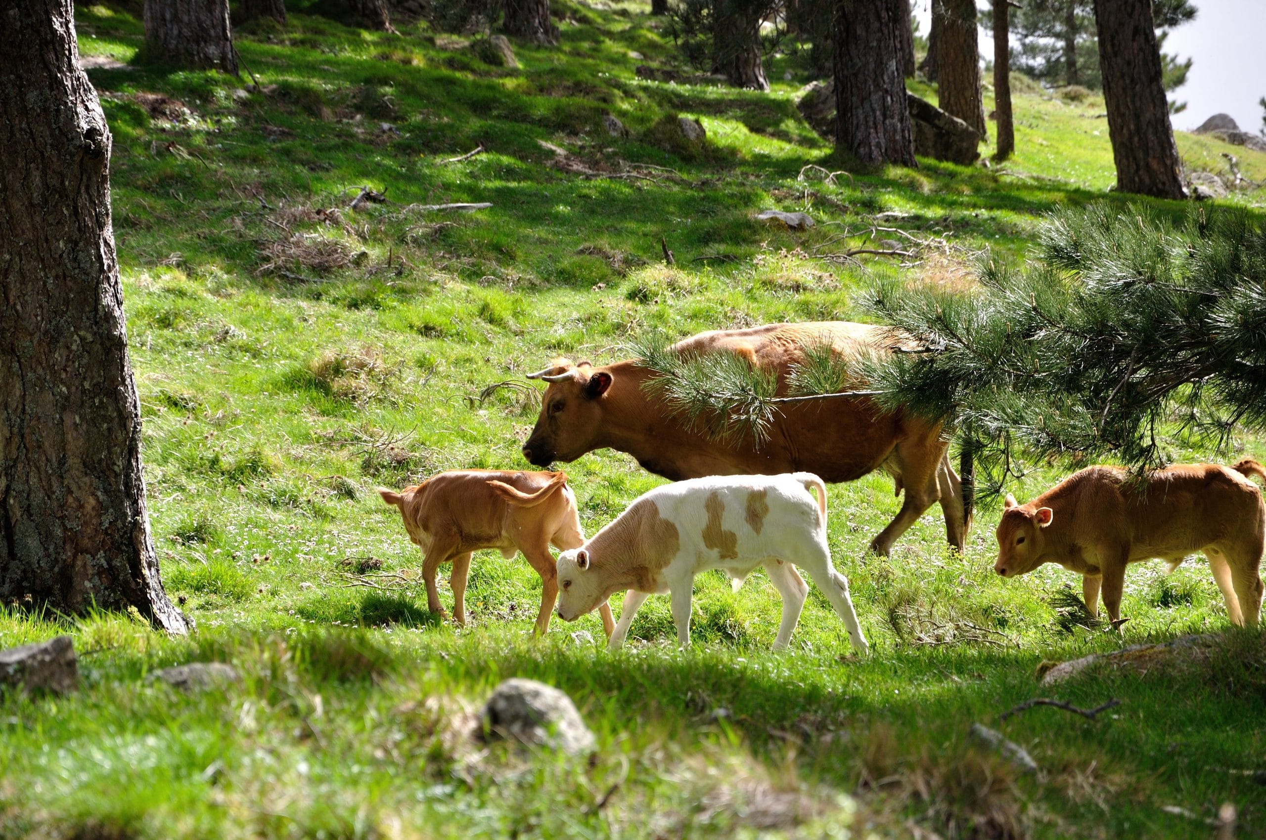 Heifer Development programs - Ruminant | Species | ADM