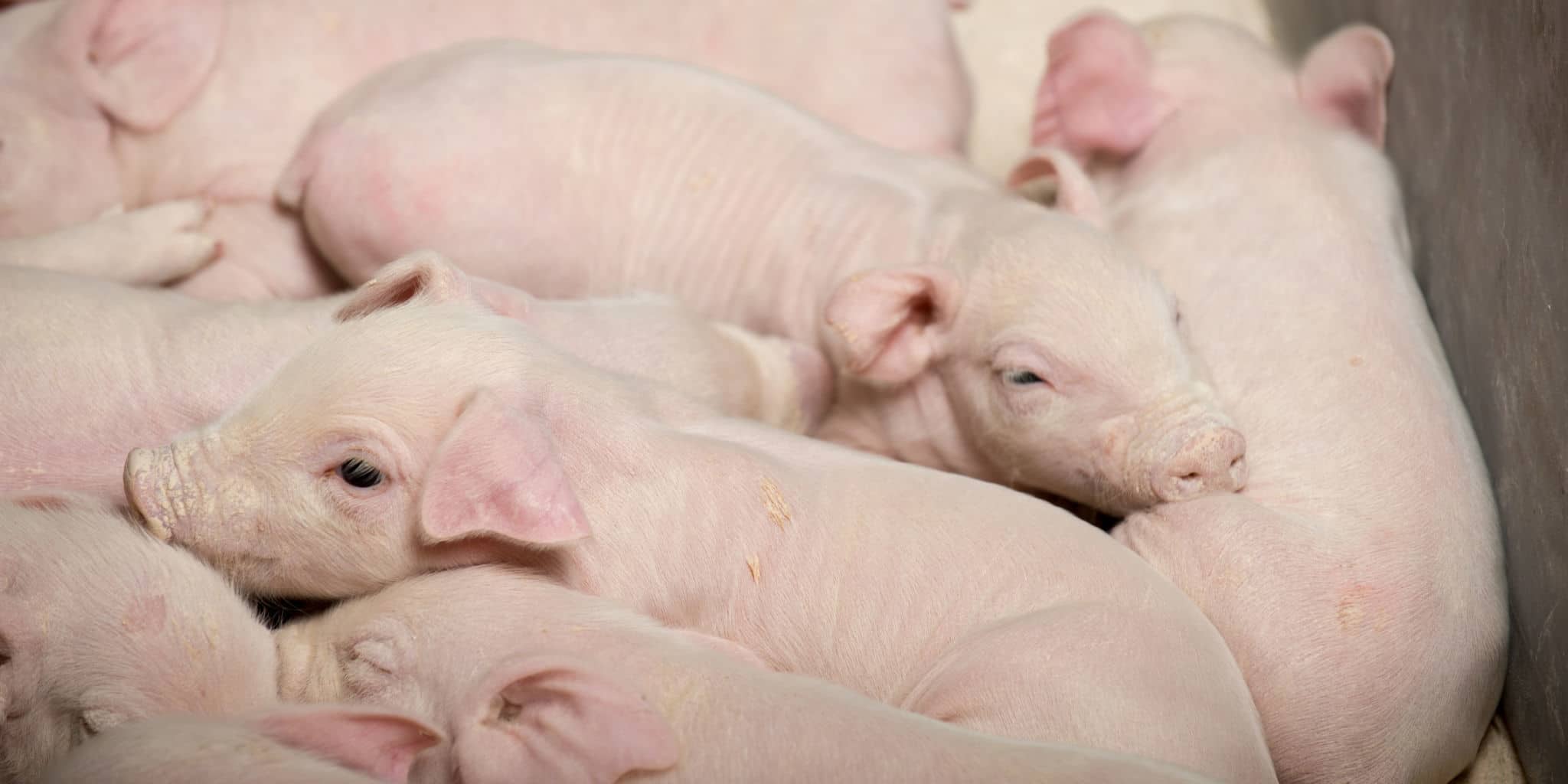 Intestinal Inflamation | Piglets performance solution | ADM