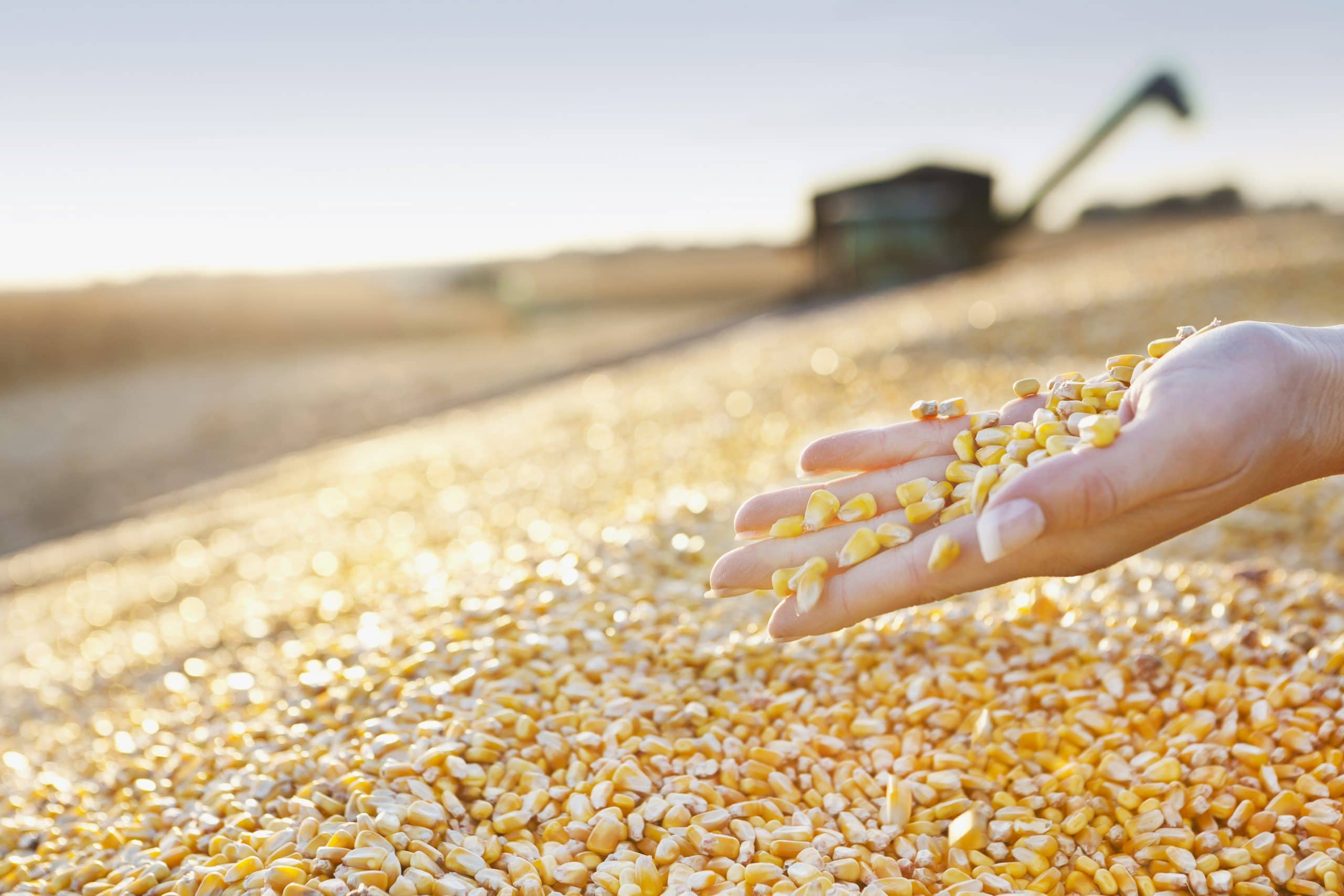 Multi-mycotoxin contamination | Poultry | Specialties | ADM