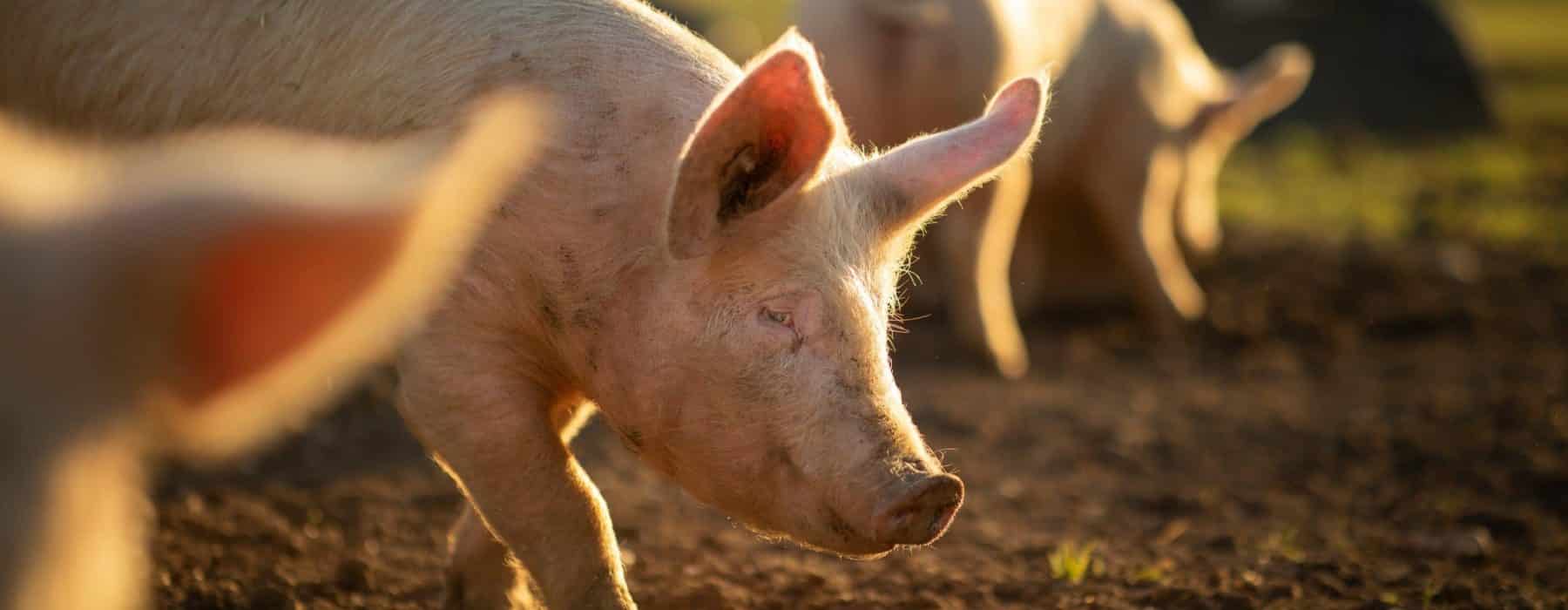 Suínos | Nutrição e saúde suína | Nossa expertise | ADM