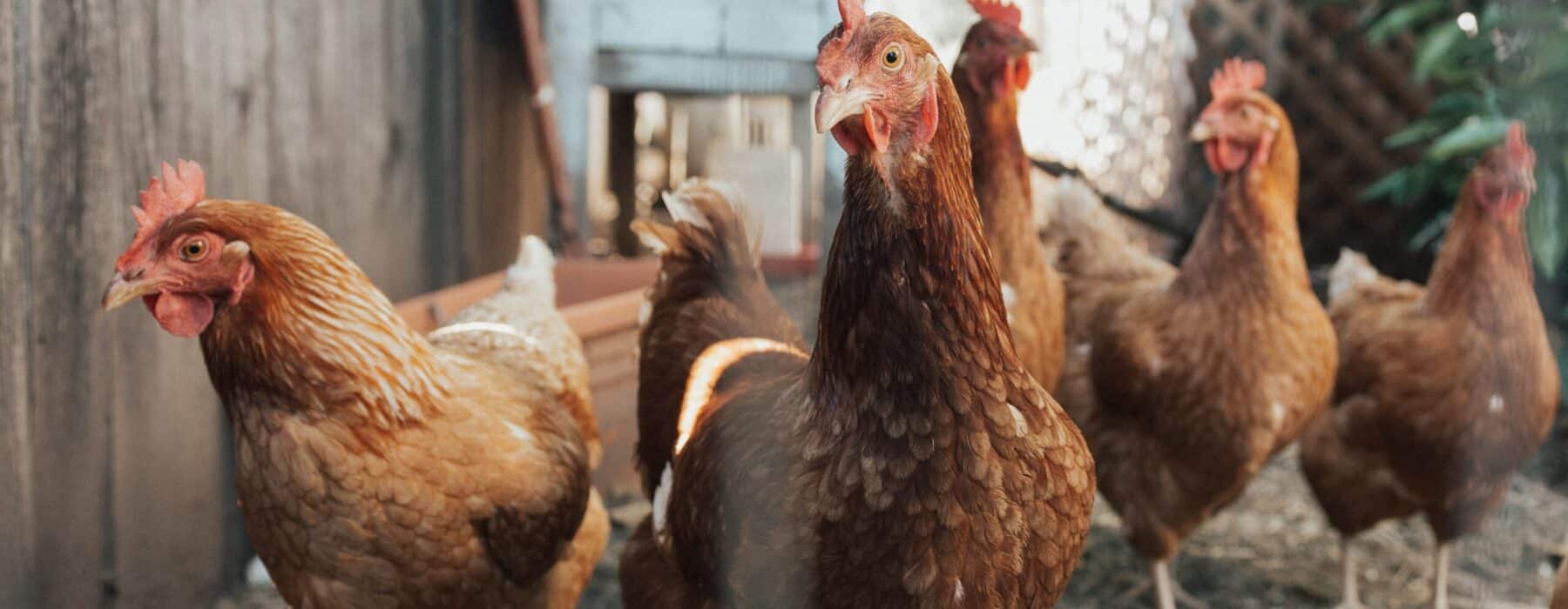 Poedeira | Nutrição de frangos | ADM