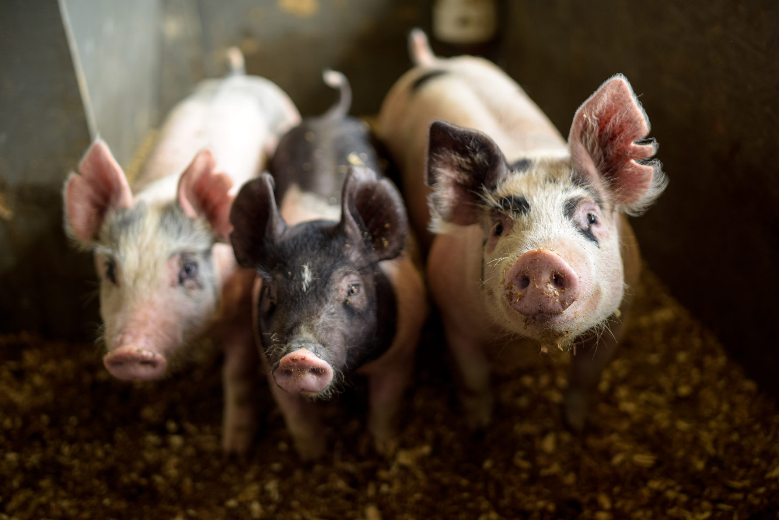 Sustainability of Swine Production | ADM