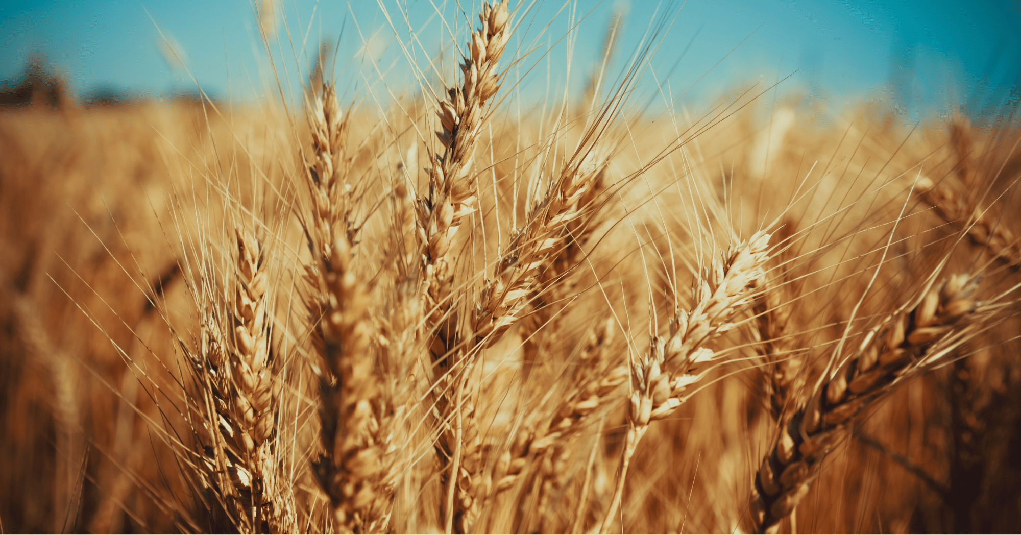 Innovations Formulation ADM | ADM