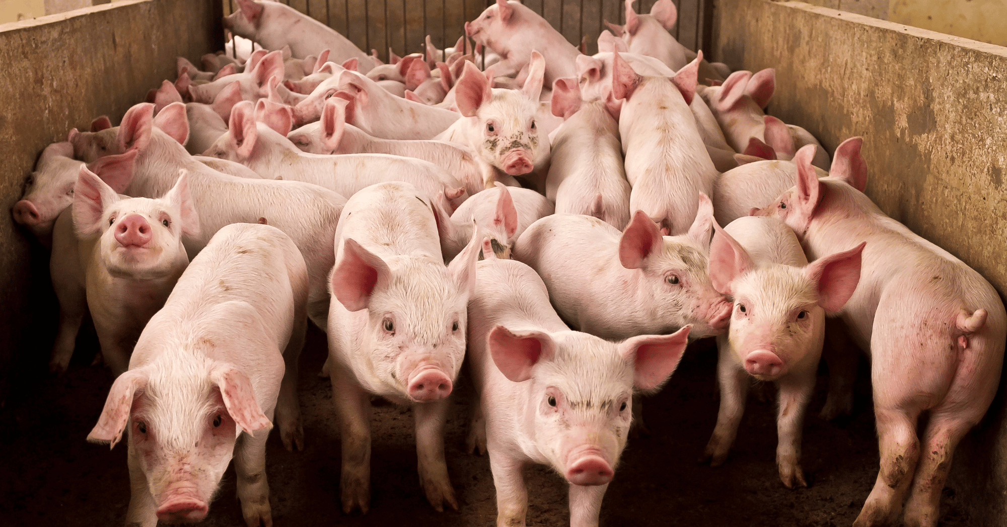 Innovations Porcs ADM | ADM