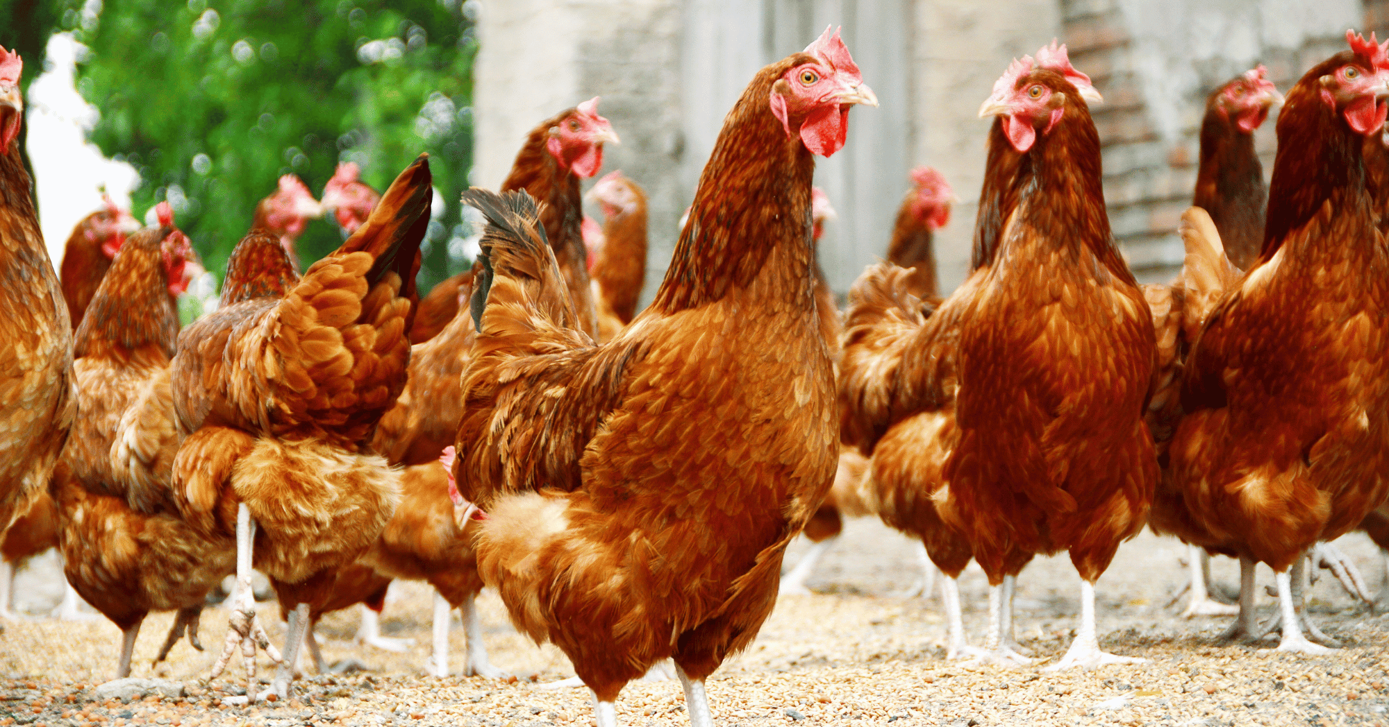 Innovations Volailles ADM | ADM